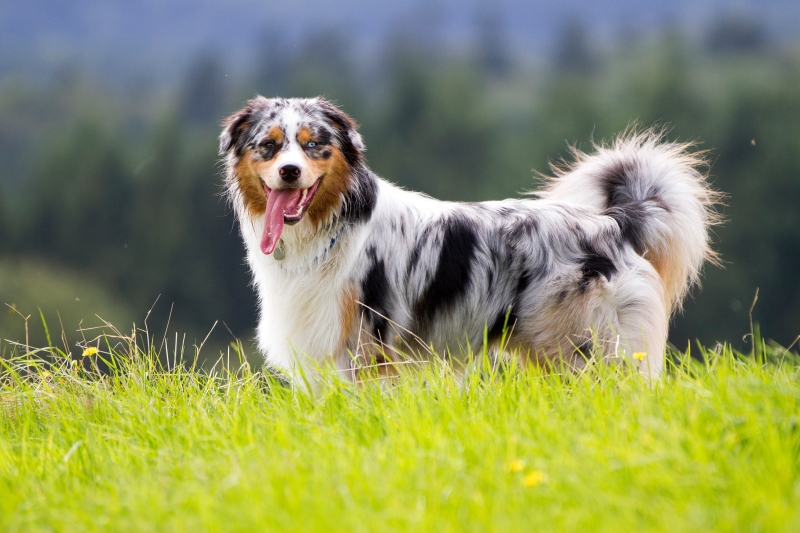 Blue Mountain Pepper - Australian Shepherd Online Pedigree Database
